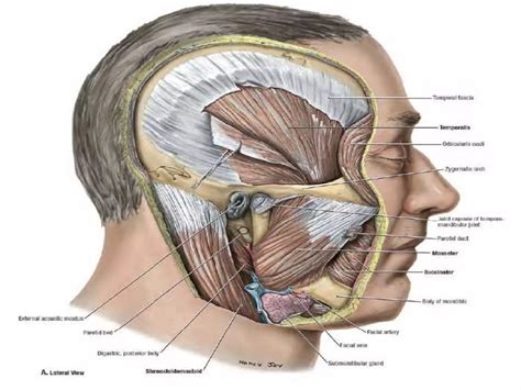 Temporal And Infratemporal Fossa PPTX