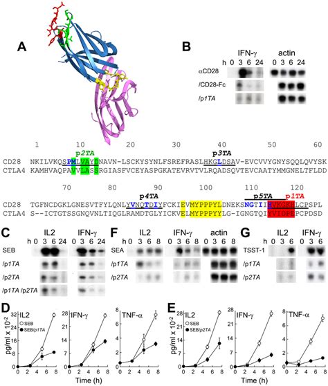 Peptide Mimetics Of The Cd28 Dimer Interface Are Superantigen