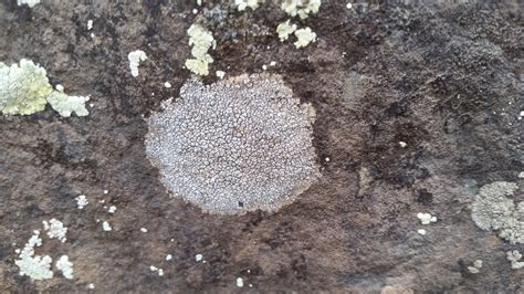 17 Questions With Answers In Lichen Taxonomy Science Topic