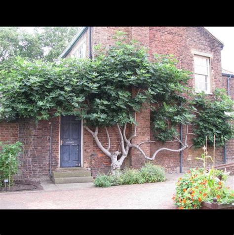 За ореха може би сте чували но ето кое дърво още предците ни НИКОГА не засаждали до къщата