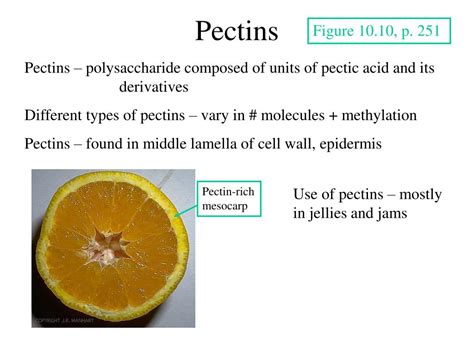 Ppt Thursday Lecture Hydrogels Latexes Resins Powerpoint