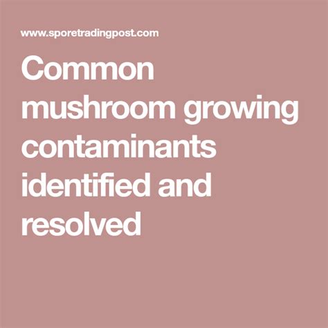 Common Mushroom Growing Contaminants Identified And Resolved Stuffed Mushrooms Growing Identify
