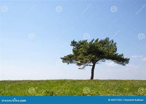 Single Pine Tree Stock Image Image Of Lonely Alone 40377555