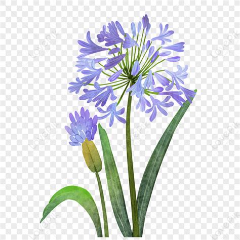 백자 련 수채화 일러스트 식물 꽃꽃봉오리보라색 Png 일러스트 무료 다운로드 Lovepik