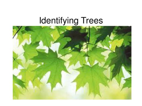 Year 1 Science Identifying Common Trees Teaching Resources