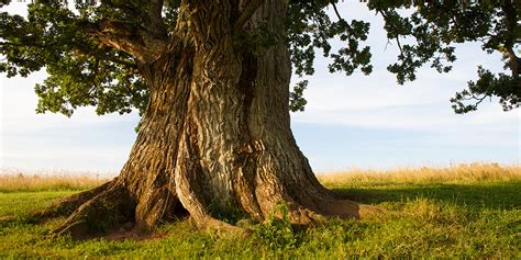 Mother Nature