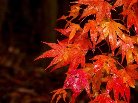 横浜在住の筆者おすすめ！紅葉を楽しめる横浜の名所 ｜ ローリエ