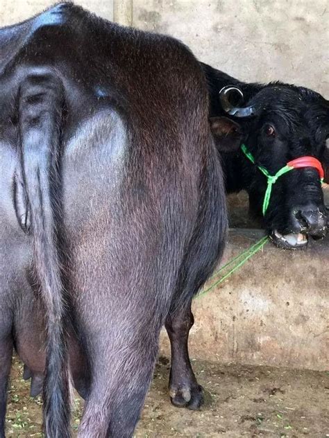 Original Murrah Buffalo At ₹ 85000 Piece Murrah Buffalo In Gharaunda Id 2854352149655