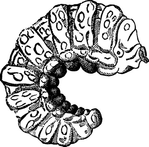 Bee Fly Vintage Illustration 13823107 Vector Art At Vecteezy