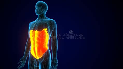 3d Illustration Torso Muscles Abdominal External Oblique Muscle Anatomy