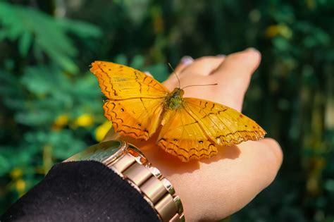 나비입니다 흐리게 자연 배경에서 아름 다운 열 대 나비입니다 태국 정원에서 화려한 나비입니다 그것의 자연 서식 지에서의 열 대