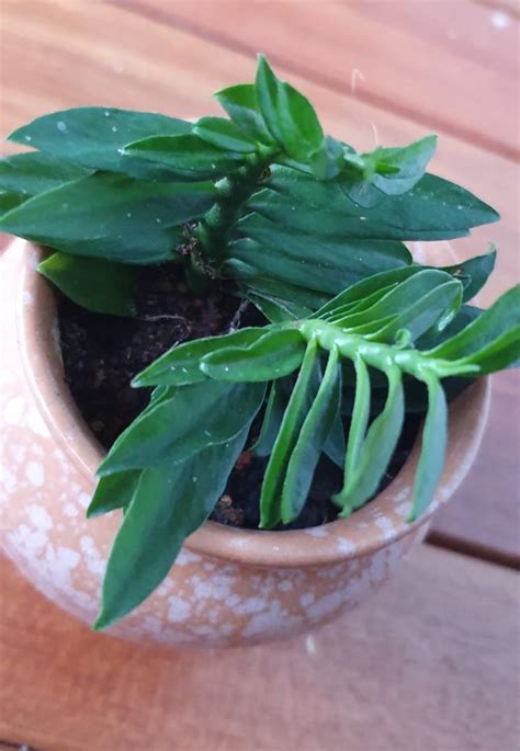 Dwarf Devils Backbone Indoor Plant Furniture And Home Living Gardening Plants And Seeds On Carousell