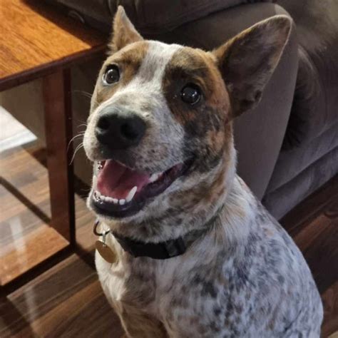 Hunor Medium Male Red Heeler Mix Dog In Vic Petrescue