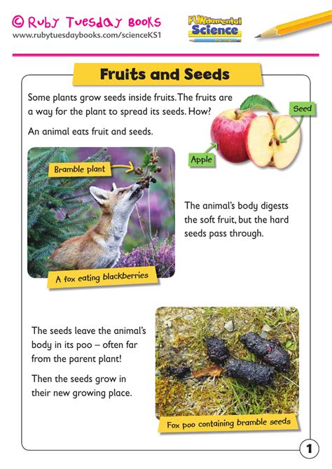 KS1 Science Plants Fruits And Seeds Teaching Resources Teaching Resources Plant Science