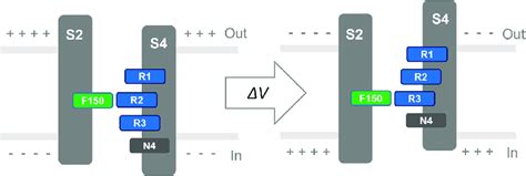 Schematic Showing The Proposed Interactions Between F150 And S4 Gating