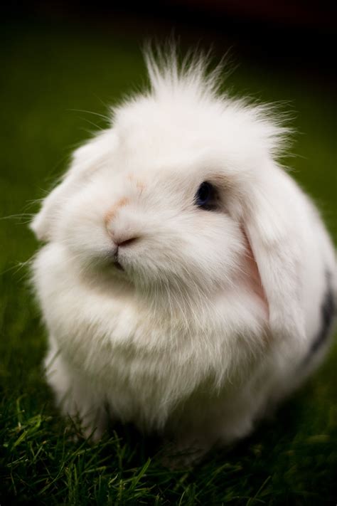 Bunny Bunny Rabbits Photo 30657097 Fanpop