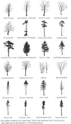 General Silhouettes Of Trees Canada New Tattoos Tattoos For Guys Small Tattoos Tattoo