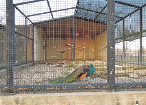 8 Peacock Cages Ideas Chickens Backyard Peafowl Coop Design