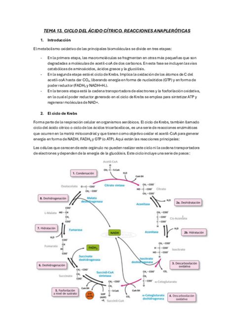 Tema 13 Ciclo Acido Citrico Ciclo De Krebspdf