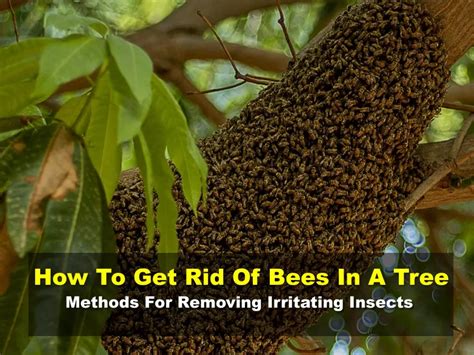 Expert Tips For Catching A Swarm Of Bees How To Safely And