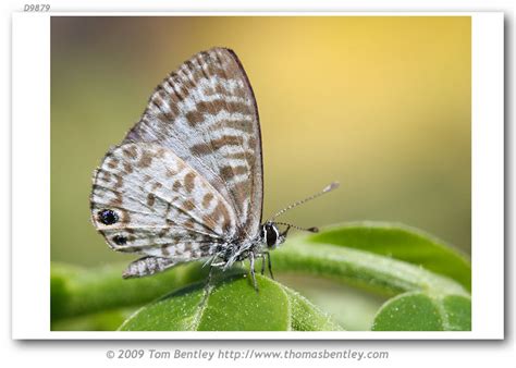 Leptotes Cassius Theonus Live Adults