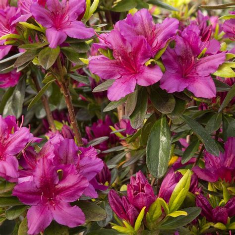 Buy Girards Fuschia Azalea Online Flowering Shrub Bay Gardens