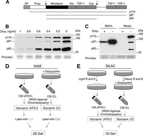 Generation Of A Cell Line Conditionally Expressing Adamts1 And