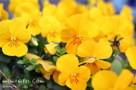 パンジーの花言葉・楽しい思い（花の写真＆花言葉） みみみんブログ