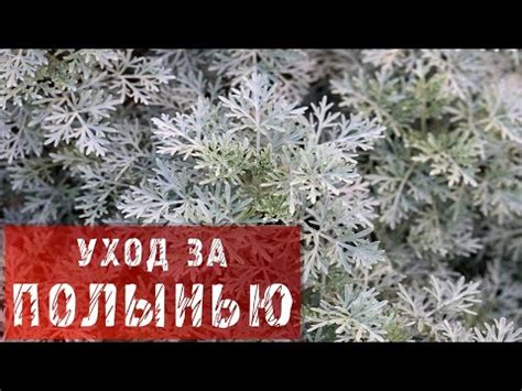 Полынь: описание, посадка и уход, размножение, виды и сорта