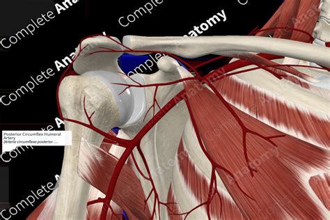 Posterior Circumflex Humeral Artery Complete Anatomy