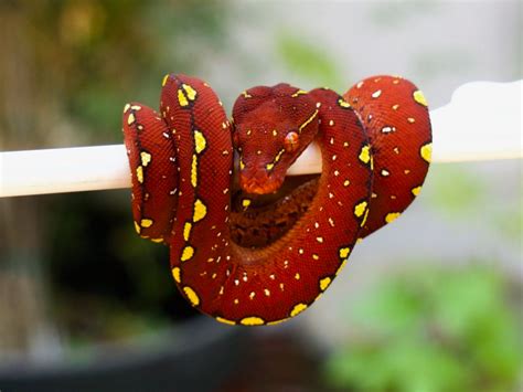2022 Uscb High Yellowcalico Neonate Green Tree Python By Gold River