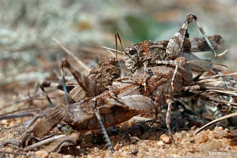 Blue Winged Grasshopper Photos Blue Winged Grasshopper Images Nature