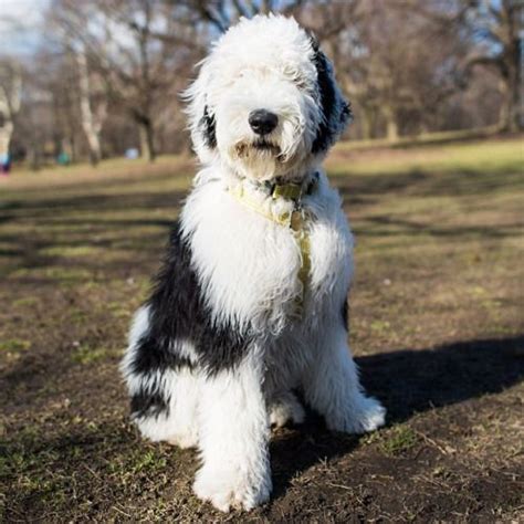 Image Result For Standard Sheepadoodle