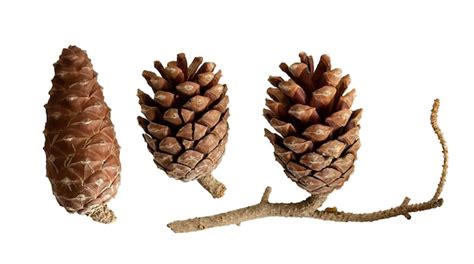 Premium Photo Natural Dry Flowerlike Tiny Pine Cones With Branch Isolated On White Background