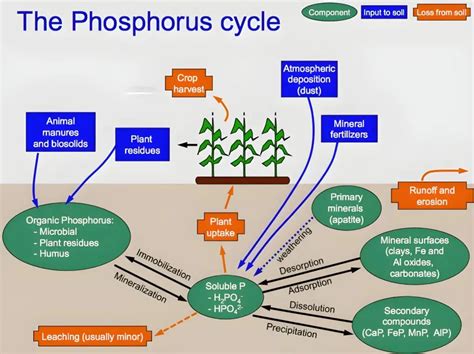 Phosphorus Cycle Definition Steps Human Impact
