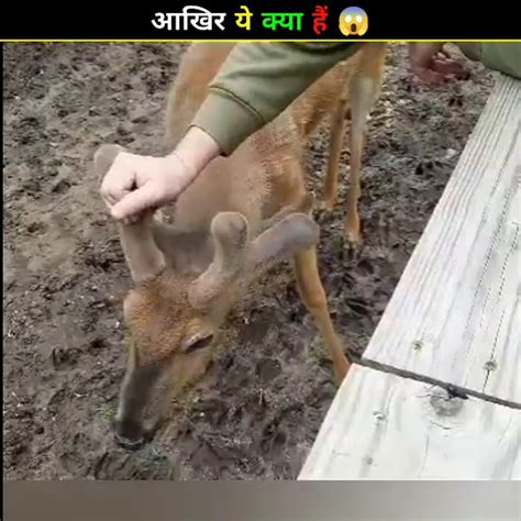 Why Do People Eat This 😱 पहली बार देखोगे ये Shorts Eat People