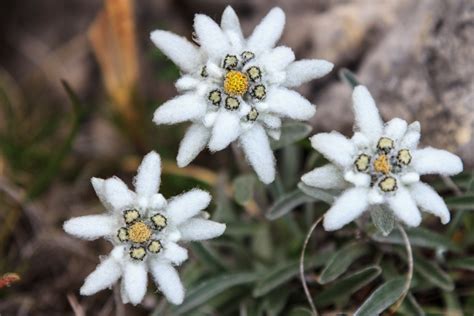 Edelweiss In Den Dolomiten Foto And Bild Pflanzen Pilze And Flechten Blüten And Kleinpflanzen