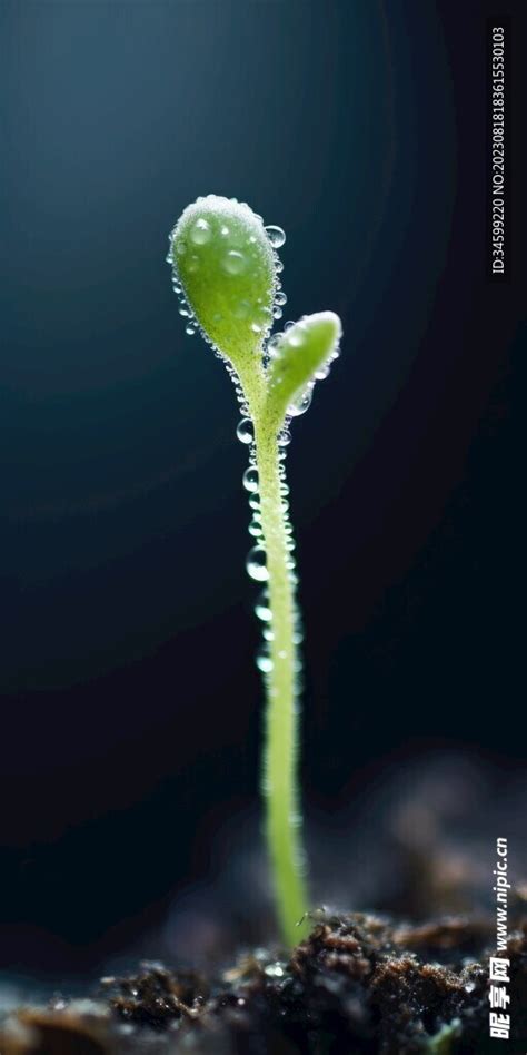 种子发芽摄影图 花草 生物世界 摄影图库 昵图网