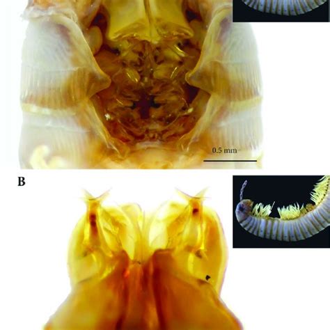 Anterior Sets Of Gonopods A Gonopods On Rings 7 8 Antero Apical