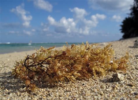 Monitoring Sargassum Europe Moves Into Operational Mode Cls