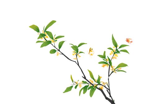 桂花中国画传统图像画画正版图片素材