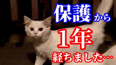 【野良猫から家猫へ】野良子猫を保護してから1年が経ちました！ Youtube