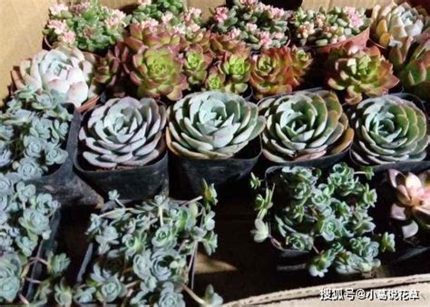 养花新手：如何预防多肉叶片黑腐、化水？注意4点，降低伤亡率东方养生频道东方养生