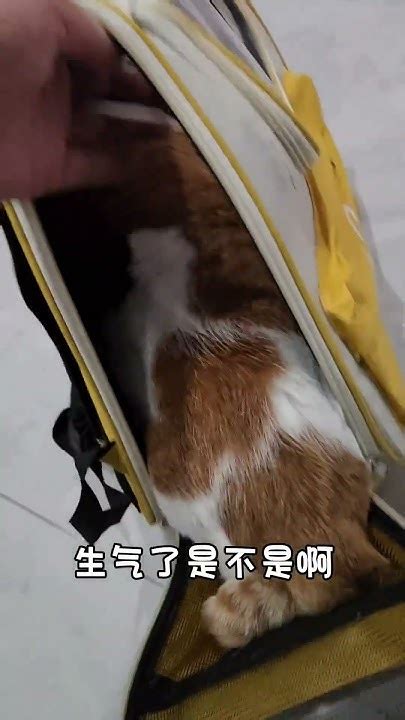 带猫去医院它真的会生气养猫的应该都懂吧 猫咪：已老实求放过 Youtube