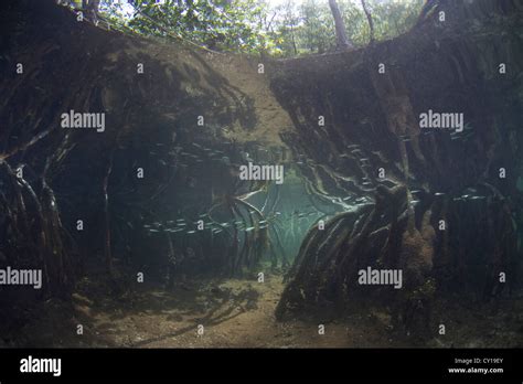 Mangrove Tree Roots Rhizophora Mangle Raja Ampat West Papua