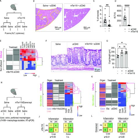 Chronic Mter119 Treatment Protects Against Liver Toxicity Induced By