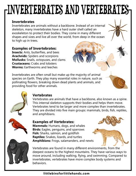Vertebrates And Invertebrates Invertebrates Definition Types