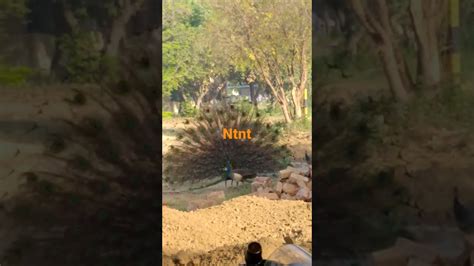 Peacock Dance Youtube