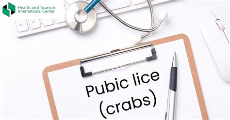Pubic Lice An Insect In The Genital Organ Hti Centers Medical