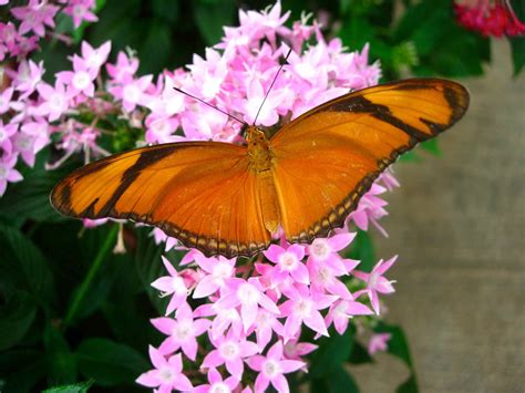 Tywkiwdbi Tai Wiki Widbee Julia Butterfly